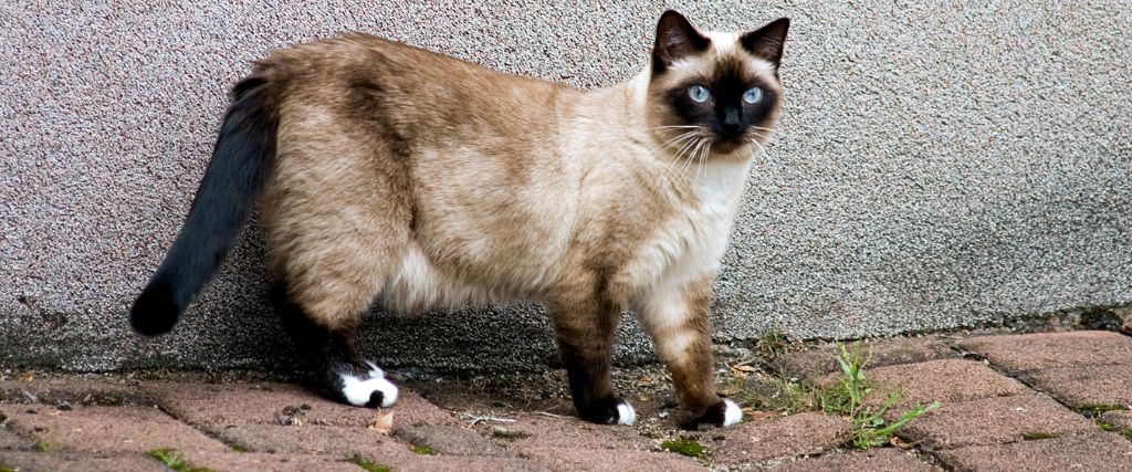 Cats | A Peaceful Return To Eden